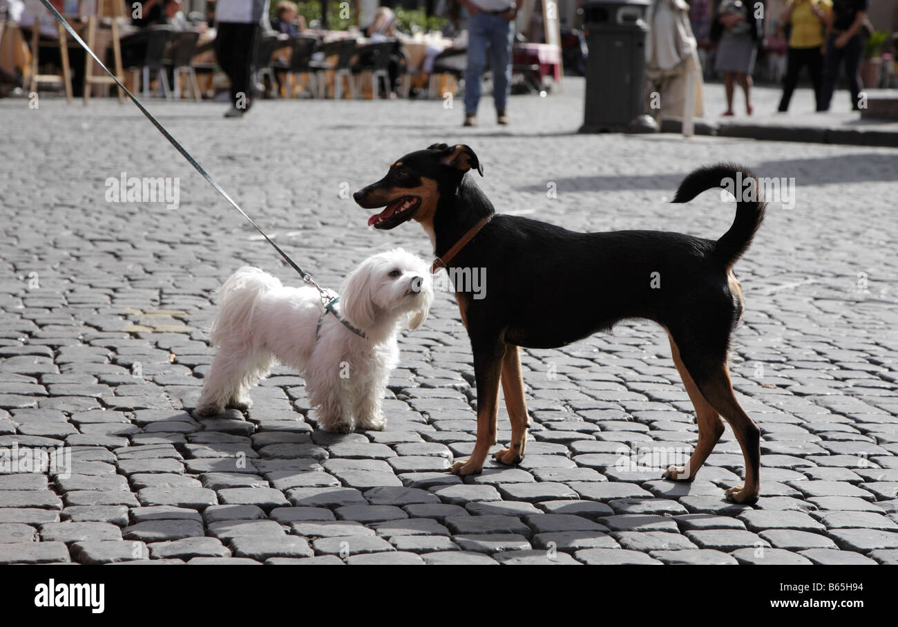 black and white dogs greeting each other in street Stock Photo - Alamy