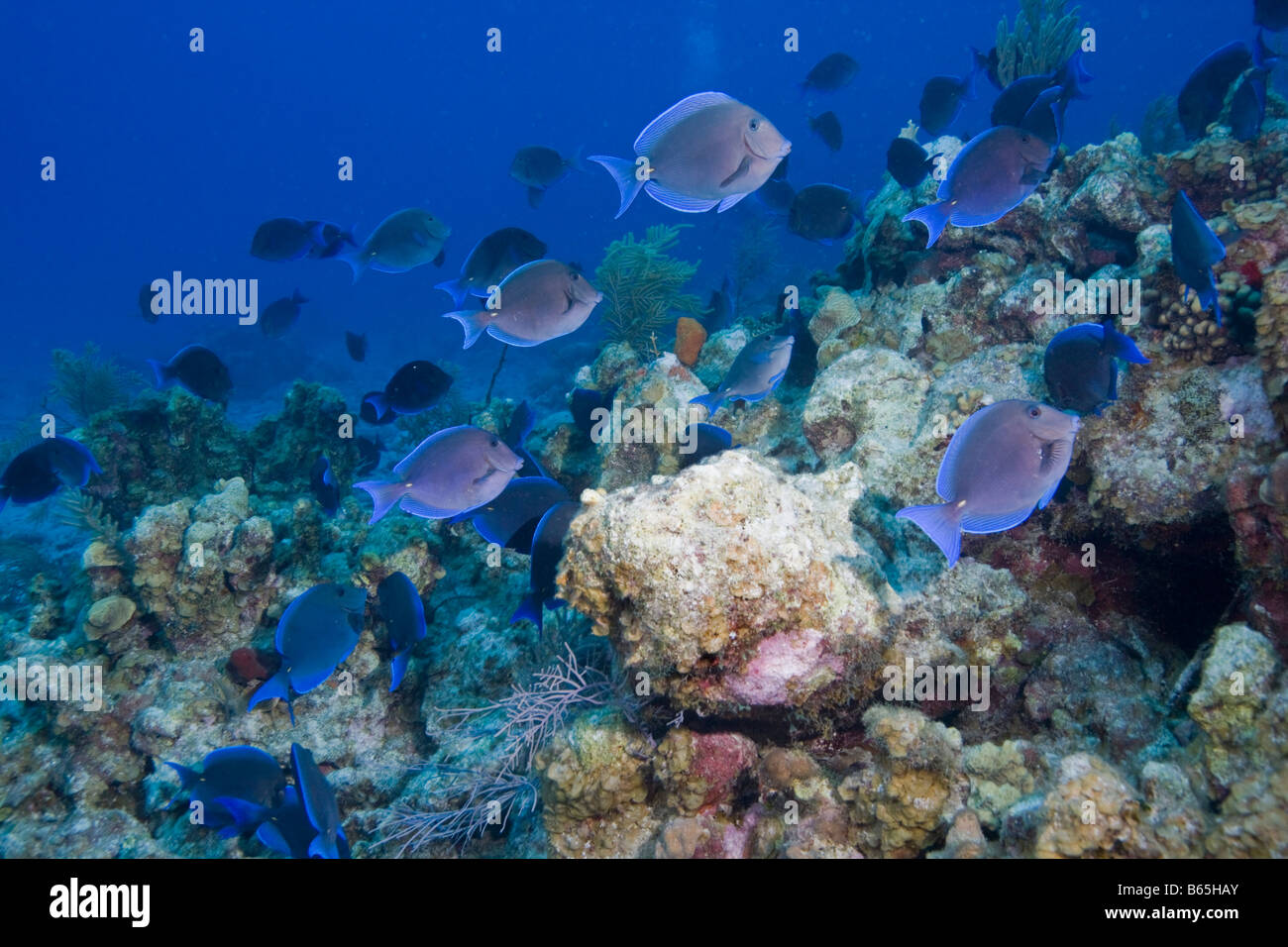Cayman Islands Grand Cayman Island Underwater view of school of Blue ...