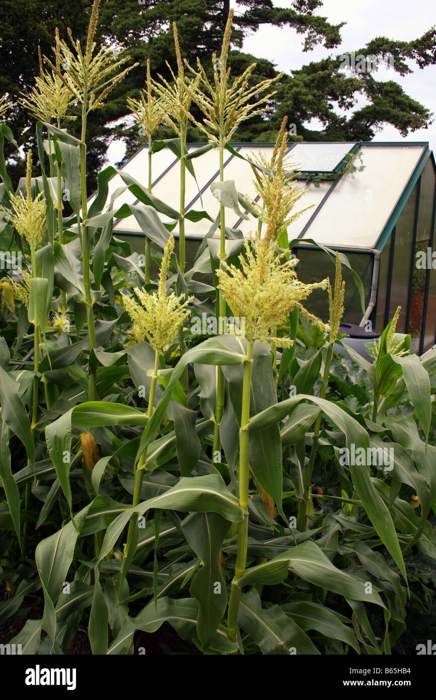 THE MALE FLOWERS OF SWEETCORN, MAZE, IN SUMMER Stock Photo - Alamy