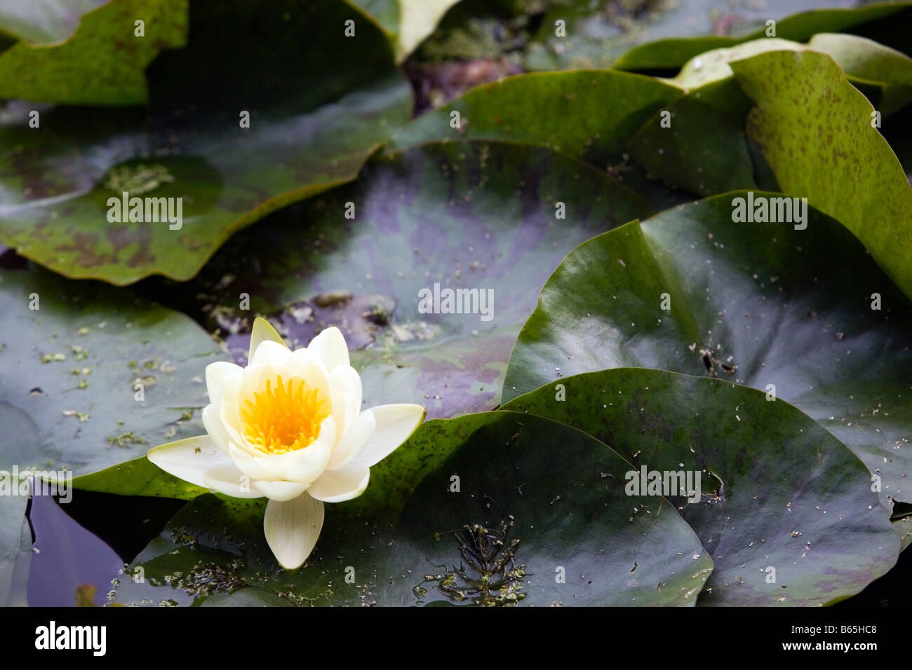 Water Lily Nymphaea alba Stock Photo - Alamy