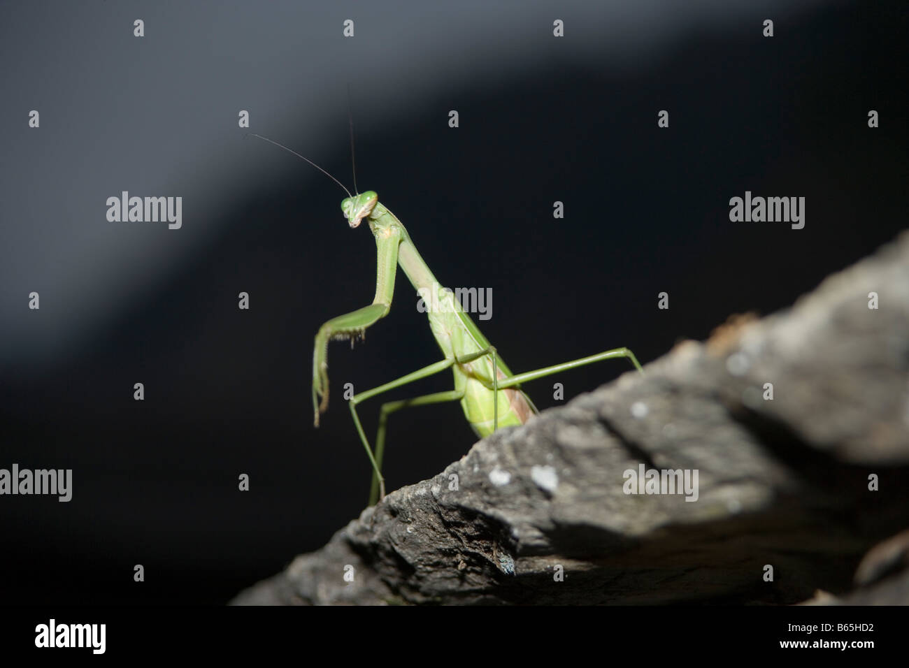 Praying Mantis Insect at Sanctuary Lodge hotel at Birethanti in the ...