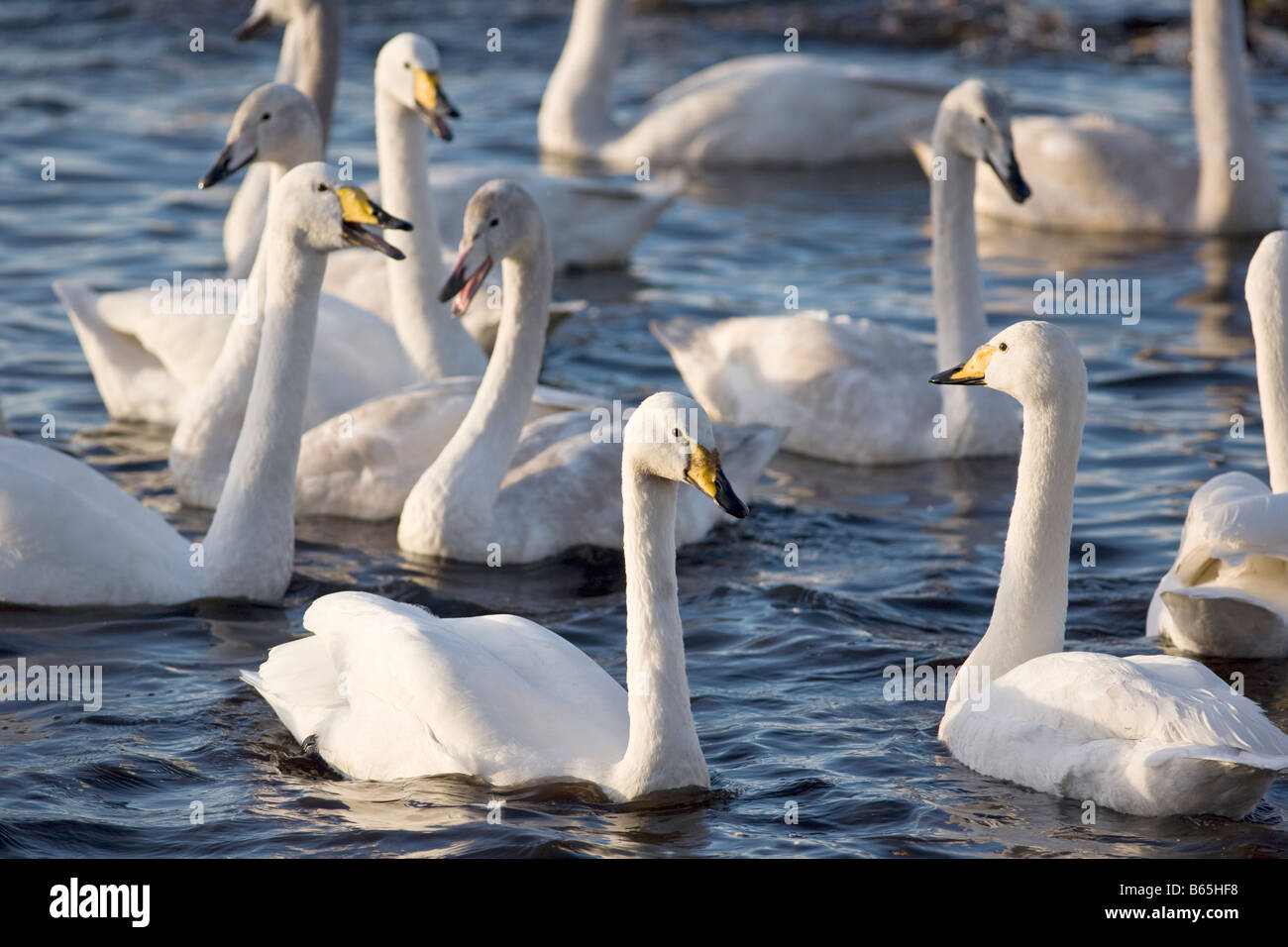 Whooper swan cygnus cygnus flock hi-res stock photography and images ...
