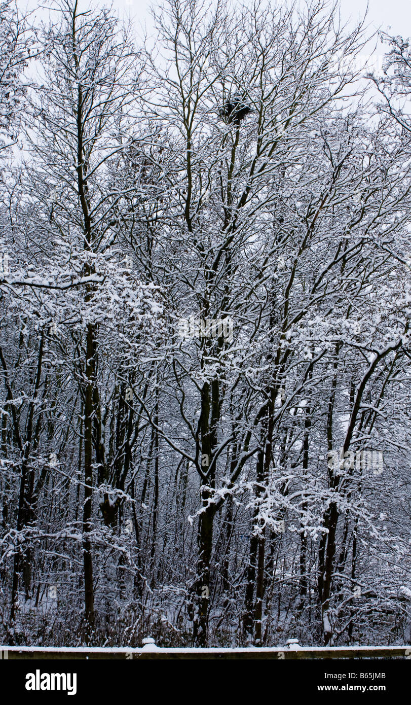 Small copse of trees hi-res stock photography and images - Alamy
