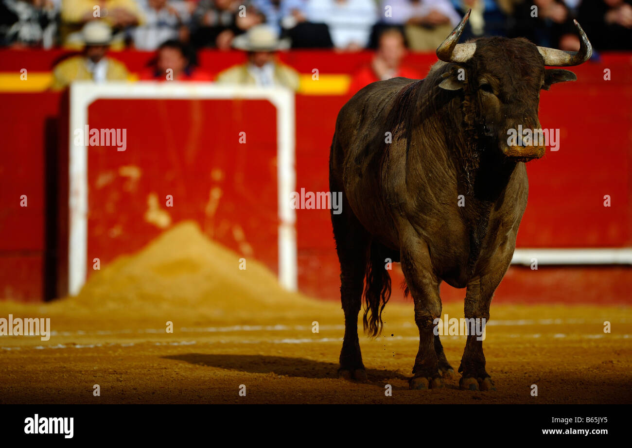 A bull during the bull festival in Valencia Stock Photo - Alamy