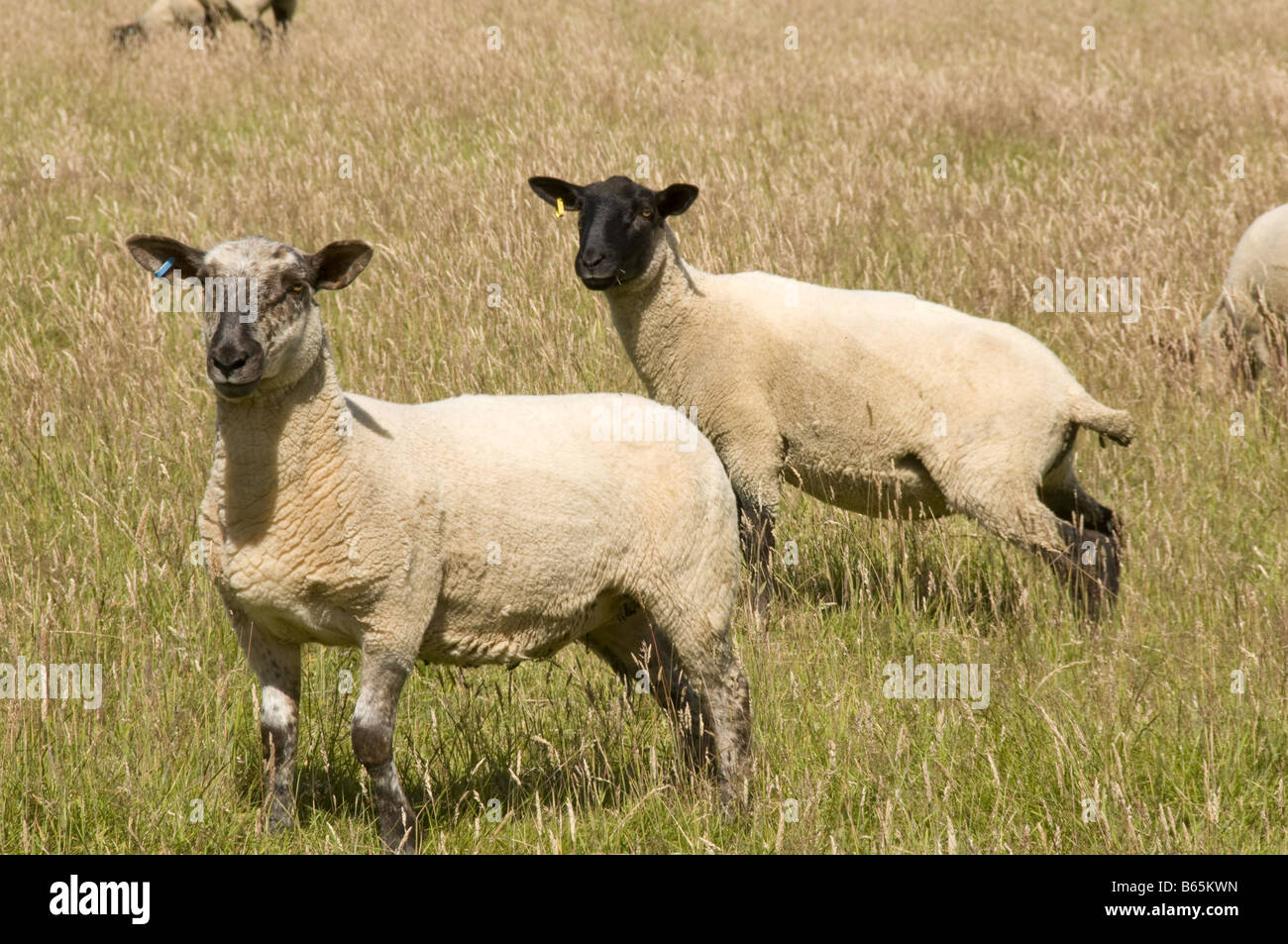 Sheep hoof hi-res stock photography and images - Alamy