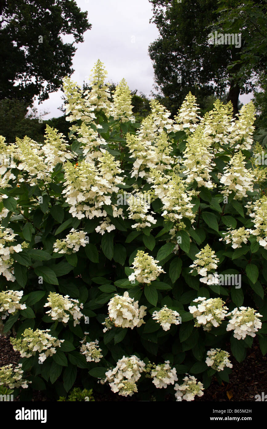 WHITE HYDRANGEA PANICULATA FLORIBUNDA Stock Photo - Alamy