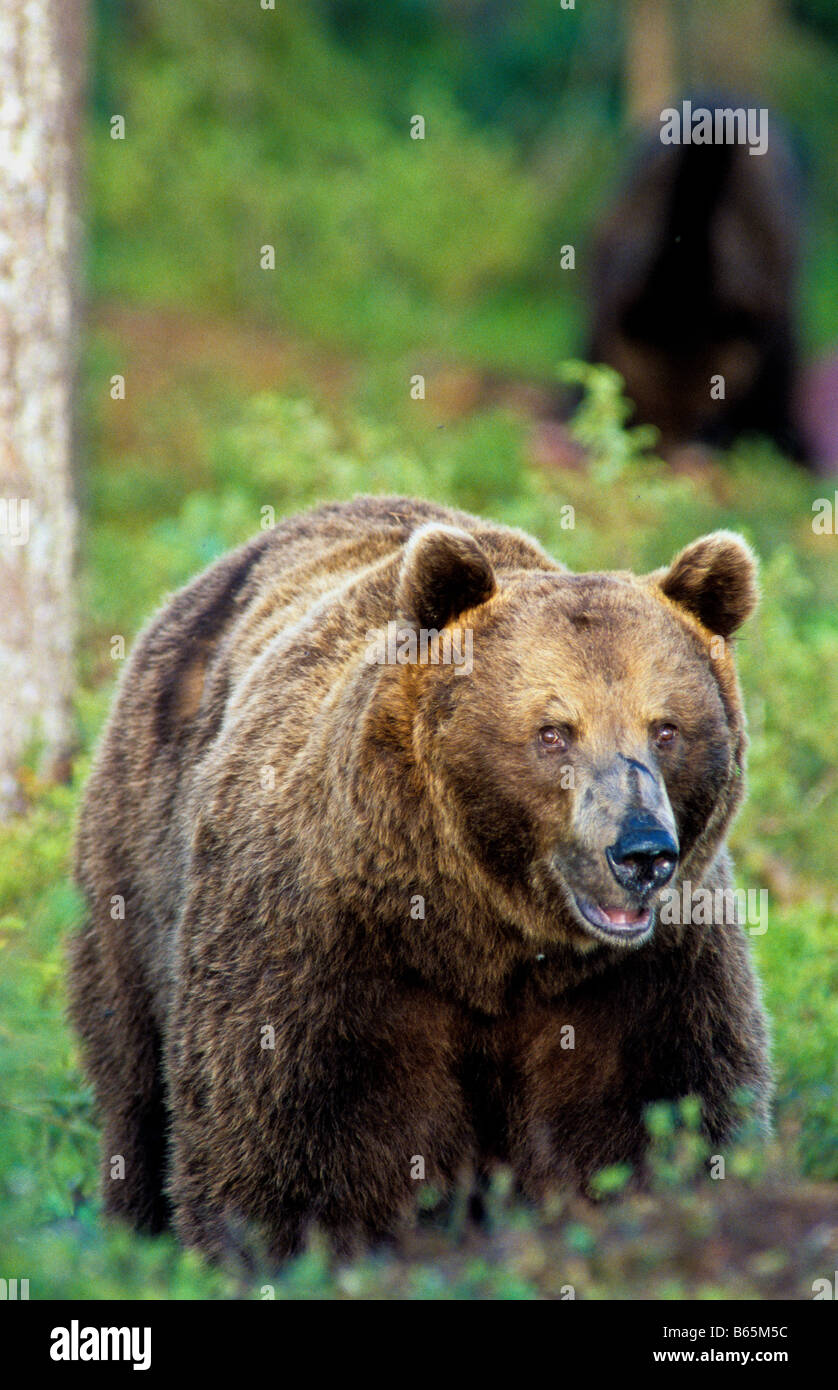 Wild male bear staring straight into the camera Stock Photo - Alamy