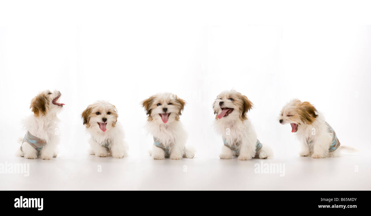 Five groups hi-res stock photography and images - Alamy