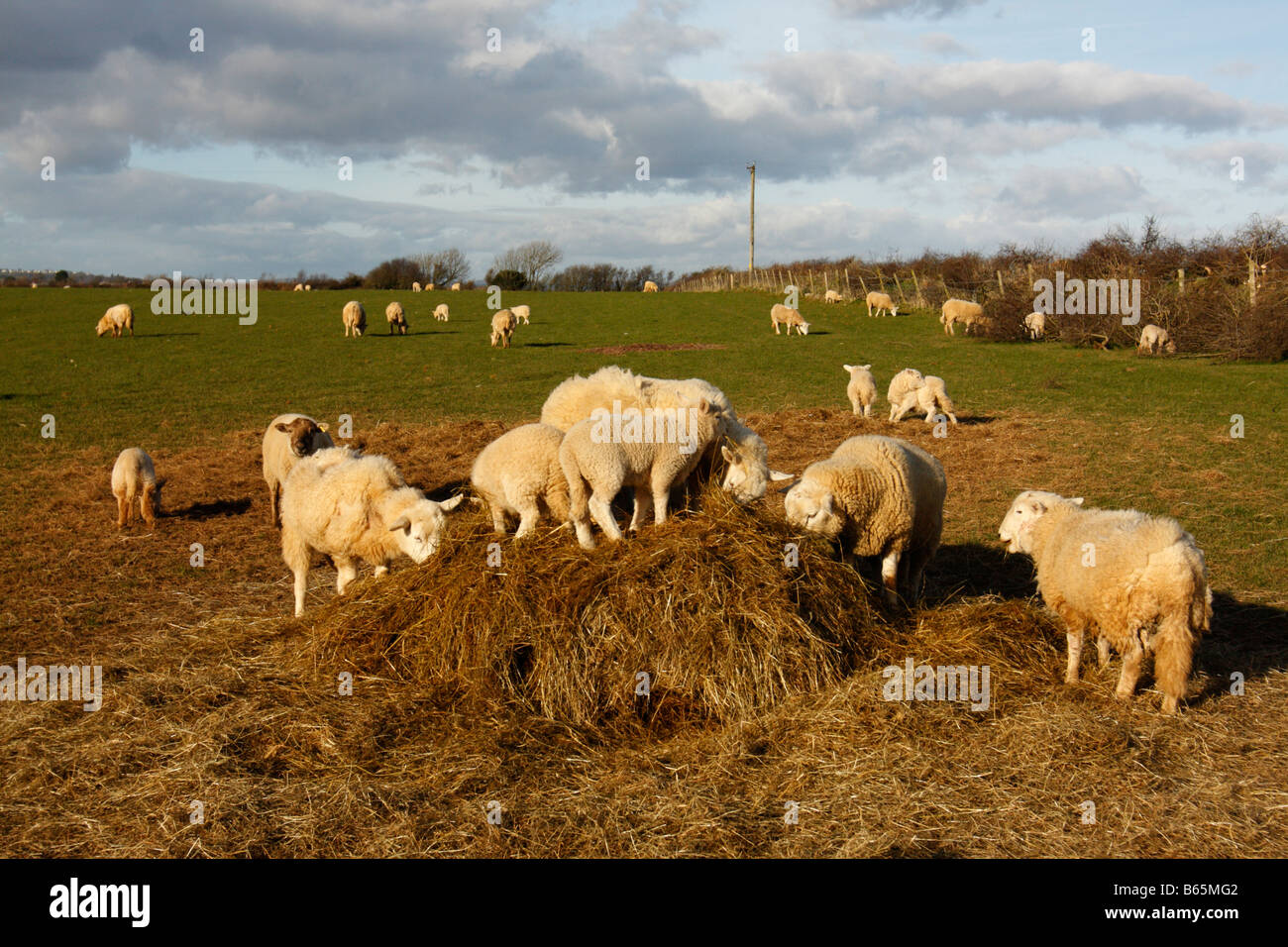 Sheep and Lambs eating Hay in a Field Stock Photo - Alamy