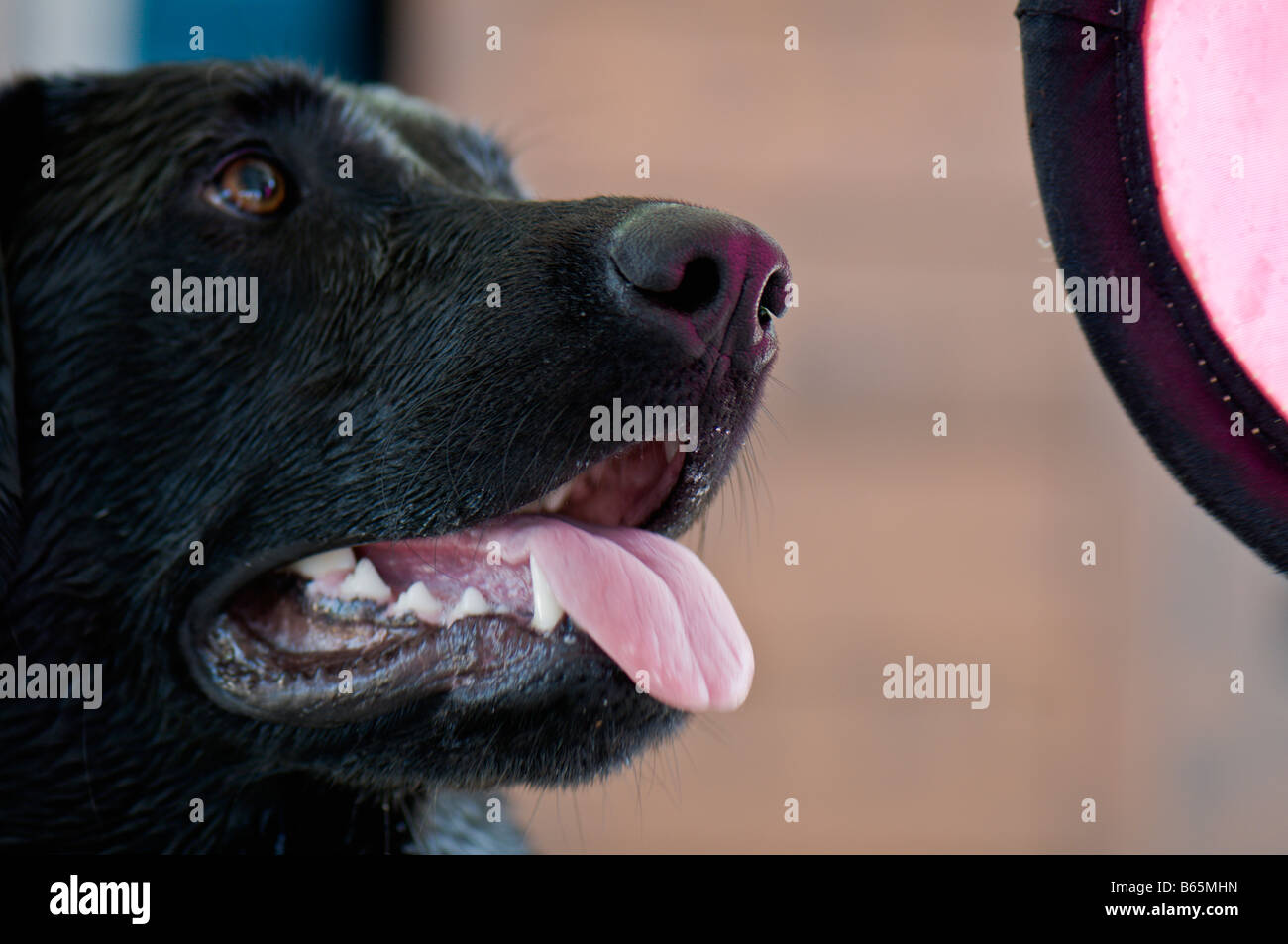 With anxious desire, this Black Labrador Retriever,awaits the command ...