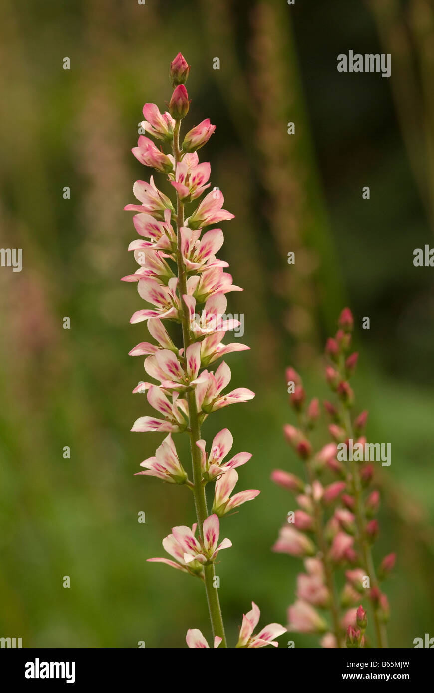 Francoa sonchifolia Stock Photo - Alamy
