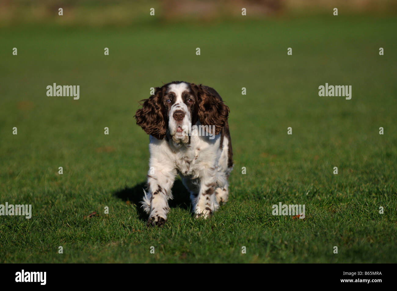 old springer spaniel running slowly Stock Photo - Alamy