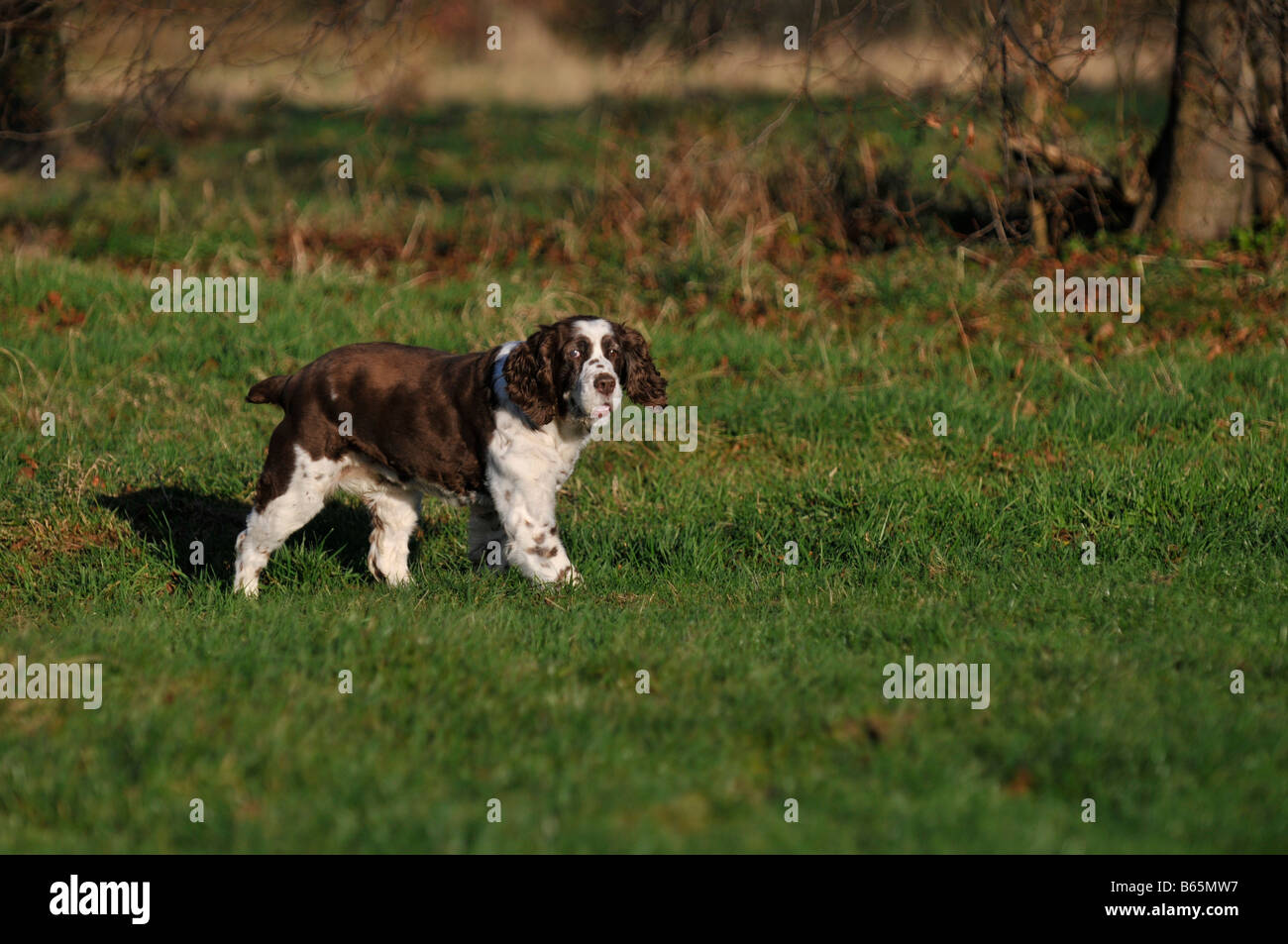 old springer spaniel Stock Photo - Alamy