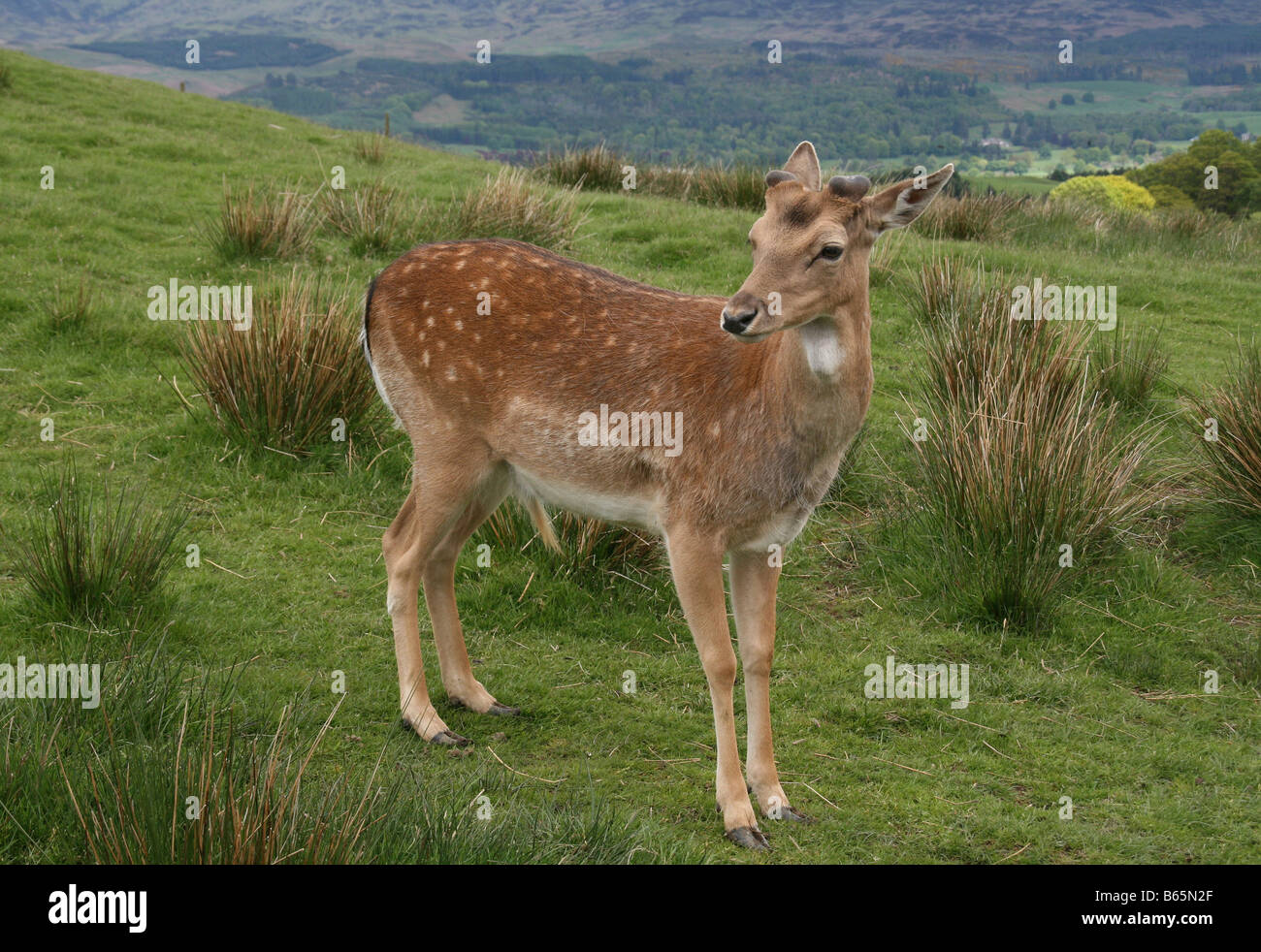 Fallow deer (dama dama) photographed in the Highlands of Scotland Stock ...