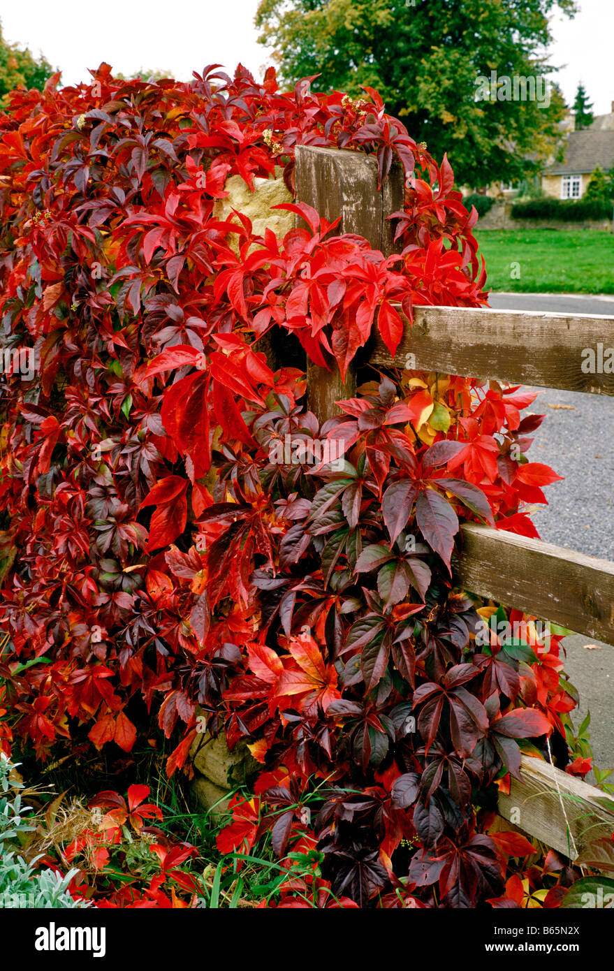 Parthenocissus quinquefolia Virginia Creeper Stock Photo - Alamy