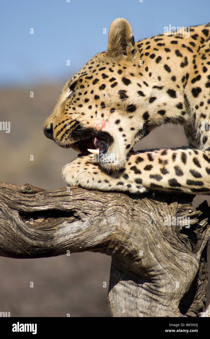 A Leopard eating meat in a tree at The Africat Foundation Namibia Stock ...