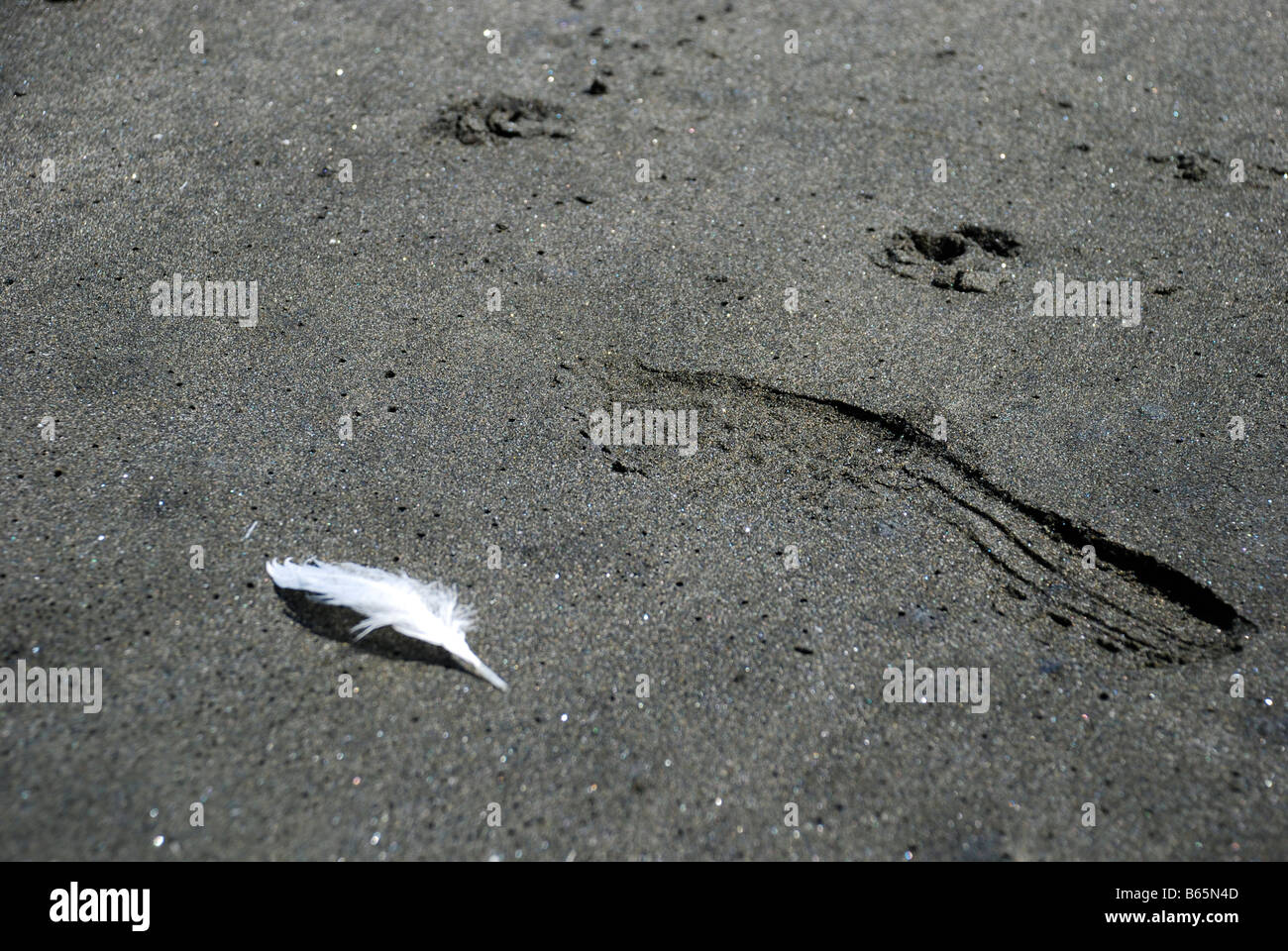 Feather and foot print on the beach Stock Photo - Alamy