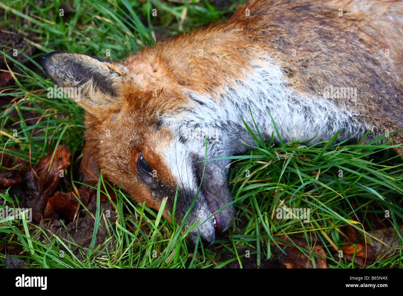 A dead Fox in the English countryside Stock Photo - Alamy