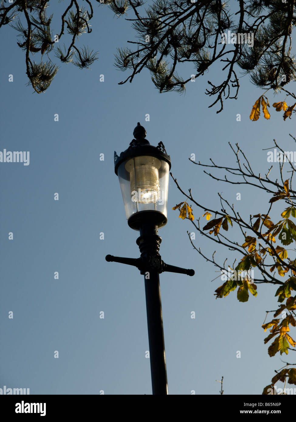 Street Lamp with tree tops Stock Photo - Alamy