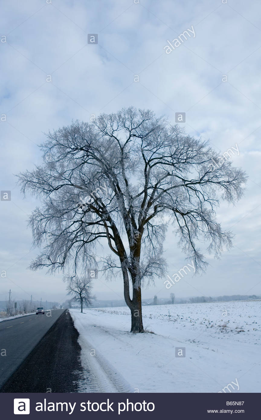 American Elm Stock Photos & American Elm Stock Images - Alamy