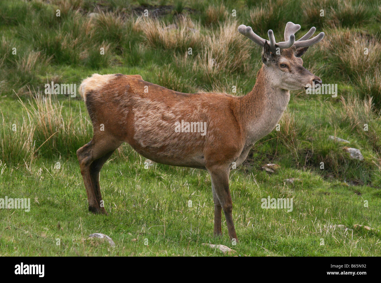 Red deer - Cervus Elaphus in the Highlands of Scotland. Stag with its ...