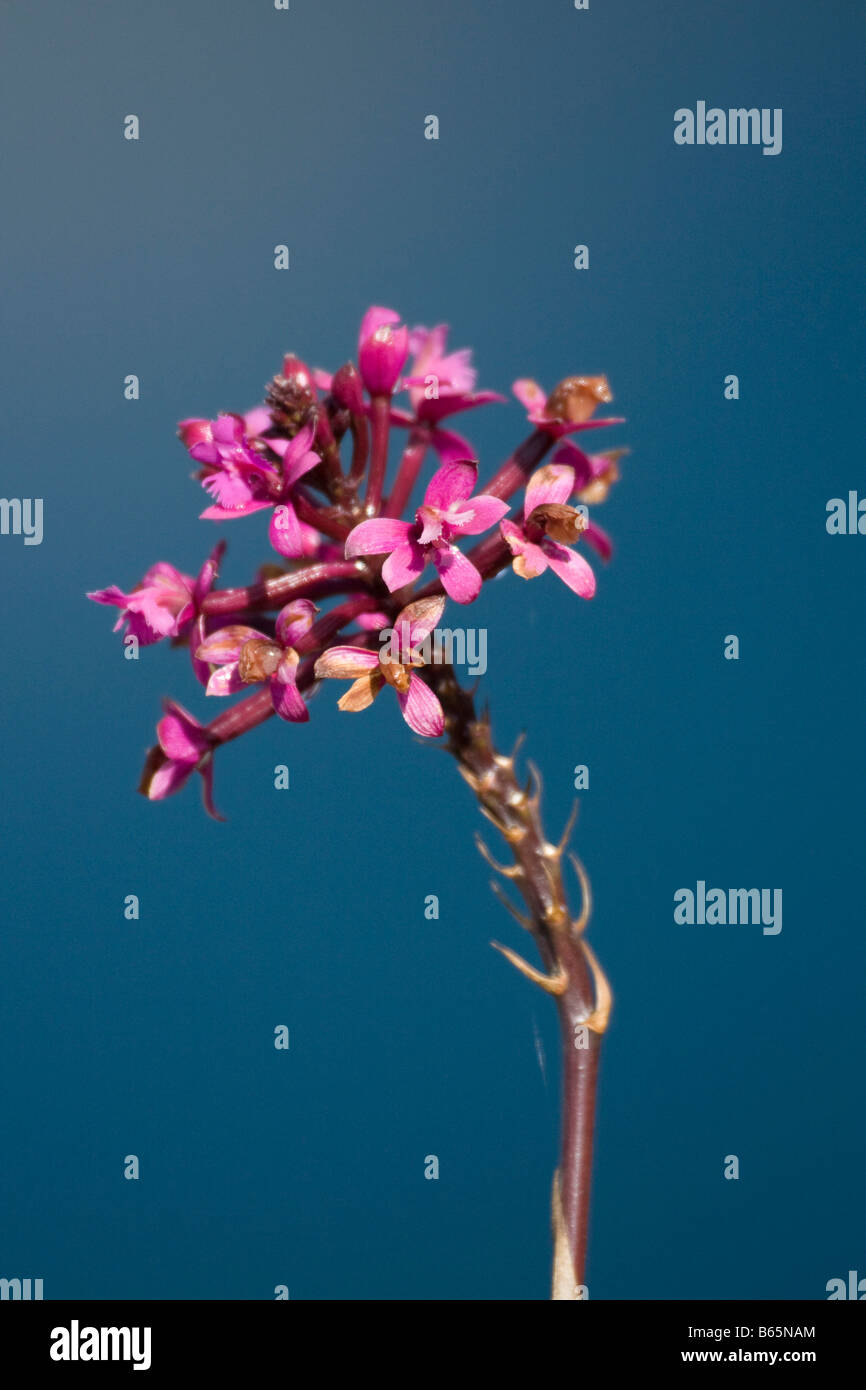 Epidendrum, Pink flower blue sky smal petals. Vertical.70298 Ecuador ...