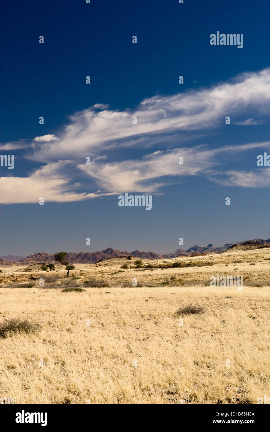 Golden dry grasslands of the Namibian Savannah near Sesriem Namibia ...