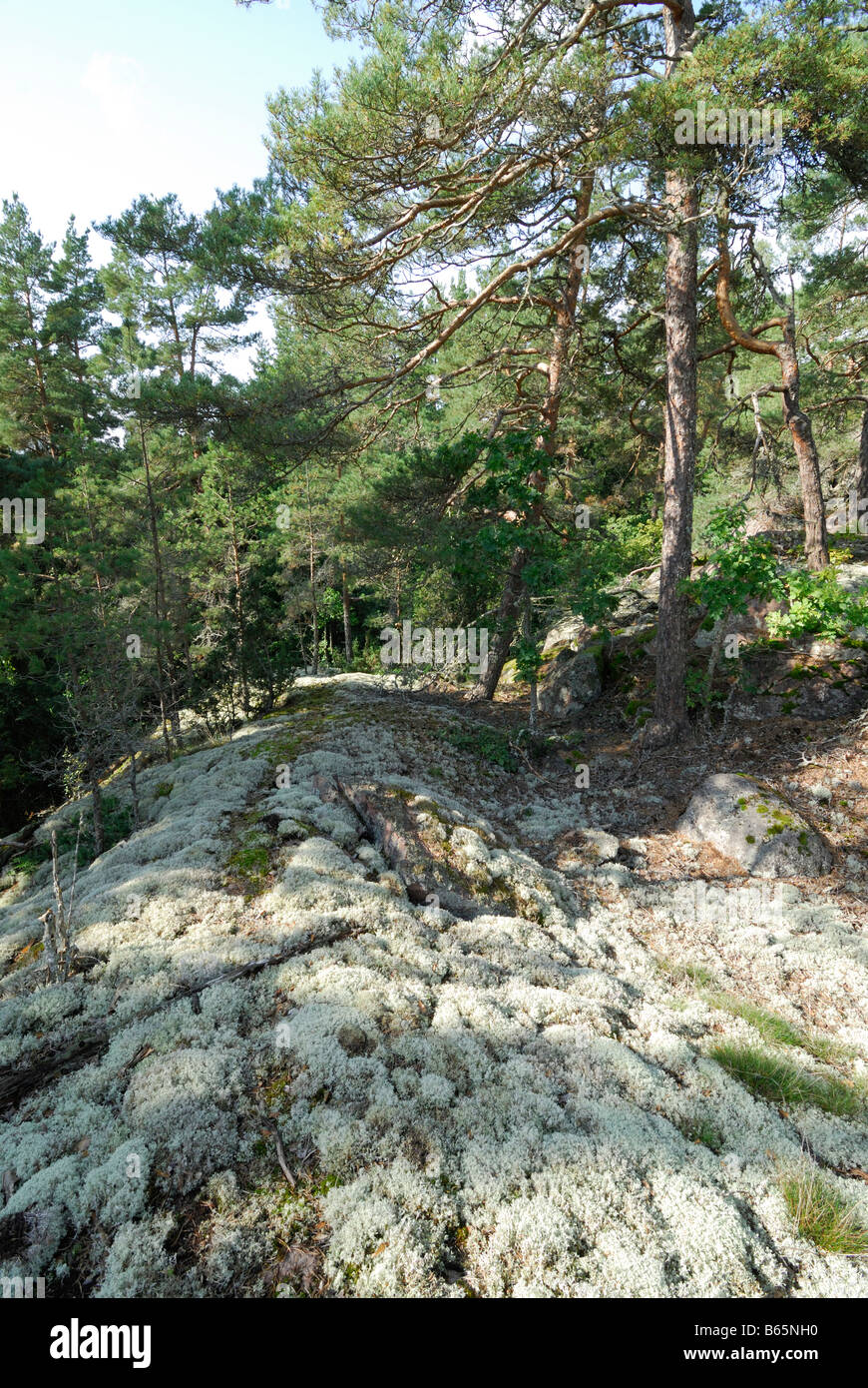 Deep forest Sweden Stock Photo - Alamy