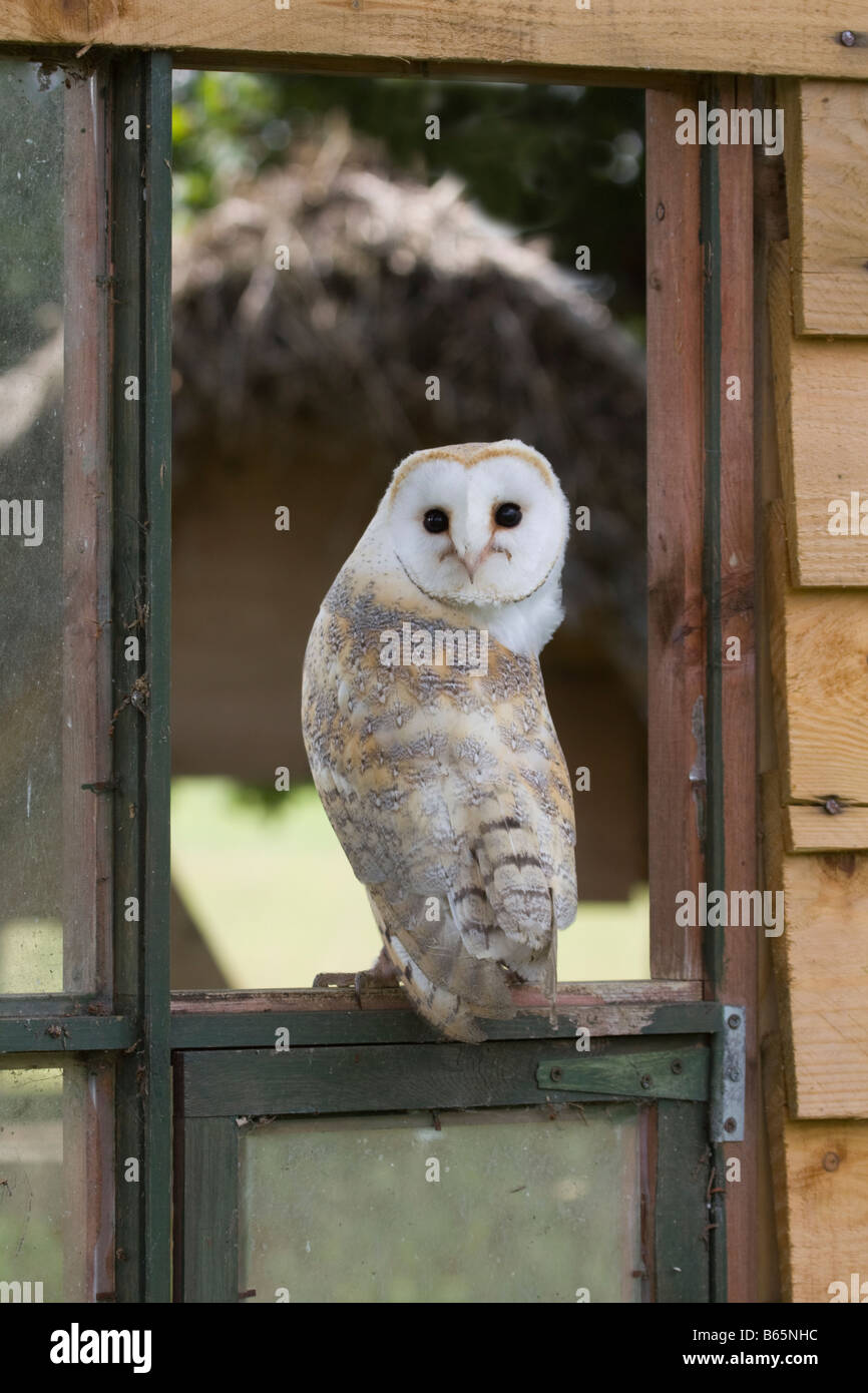Barn Owl ( Tyto alba ) Perched in a Window Frame Stock Photo - Alamy