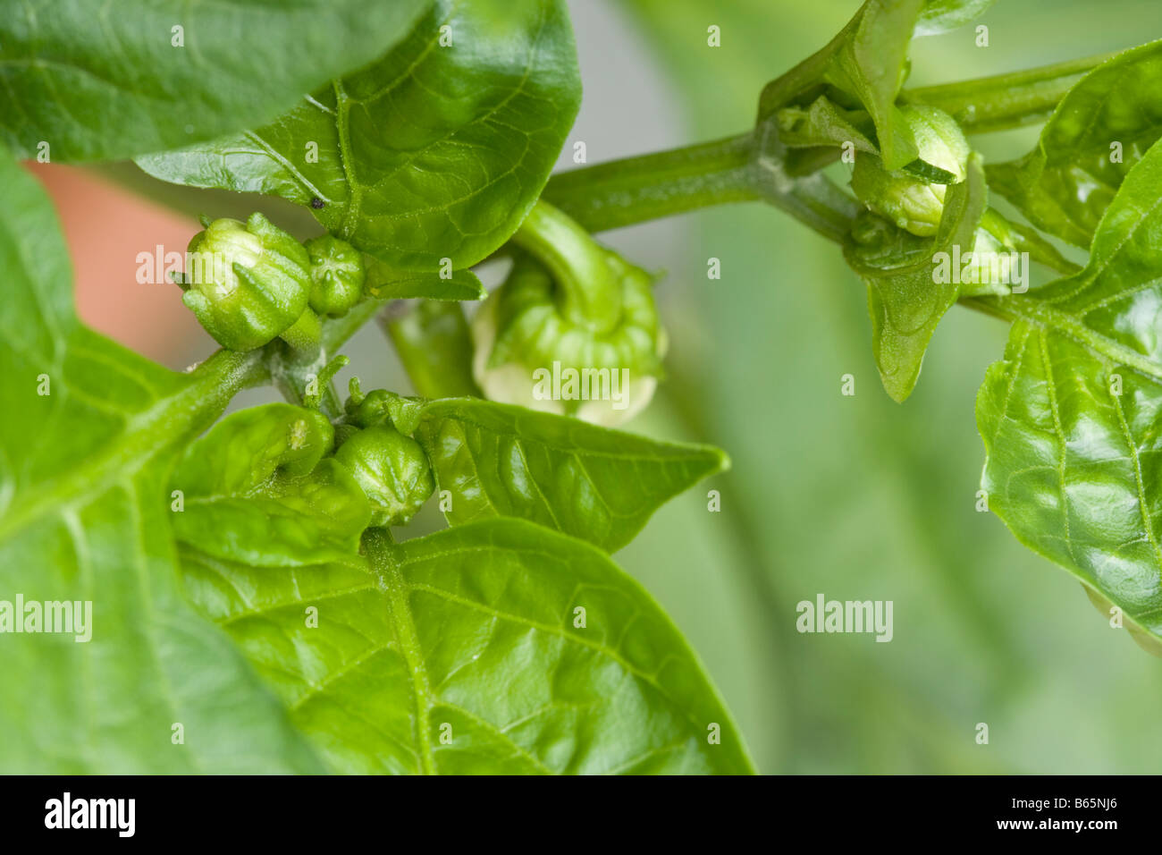 Closeup of maturing Golden Bell Peppers Stock Photo - Alamy