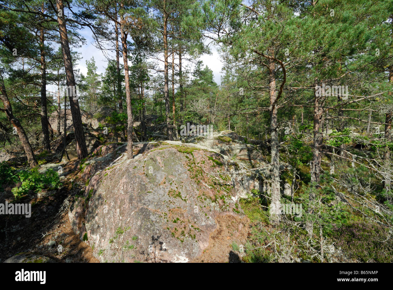 Deep forest Sweden Stock Photo - Alamy