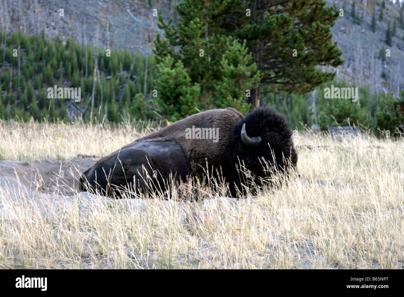 American megafauna hi-res stock photography and images - Alamy