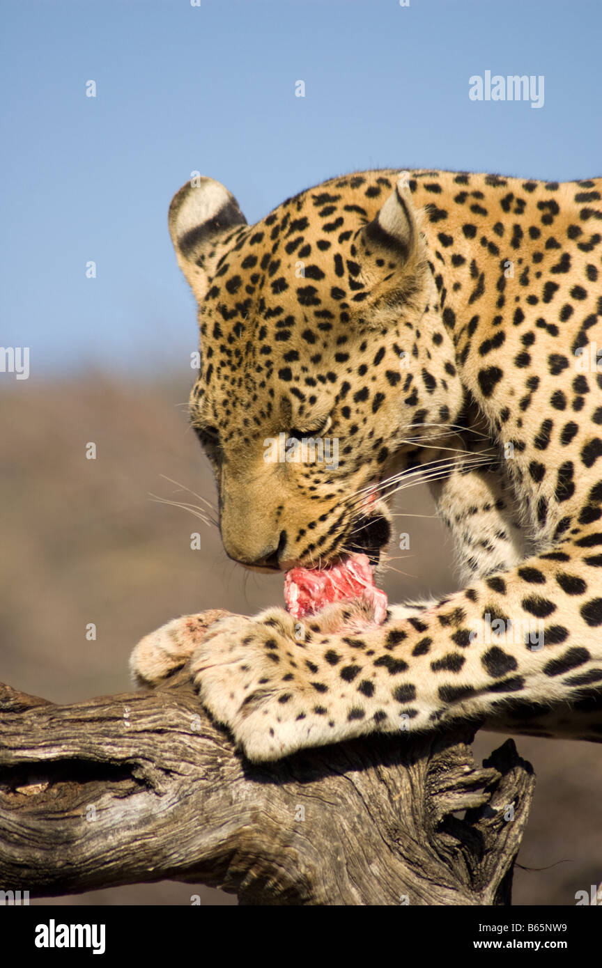 Leopard eating meat in namibia hi-res stock photography and images - Alamy