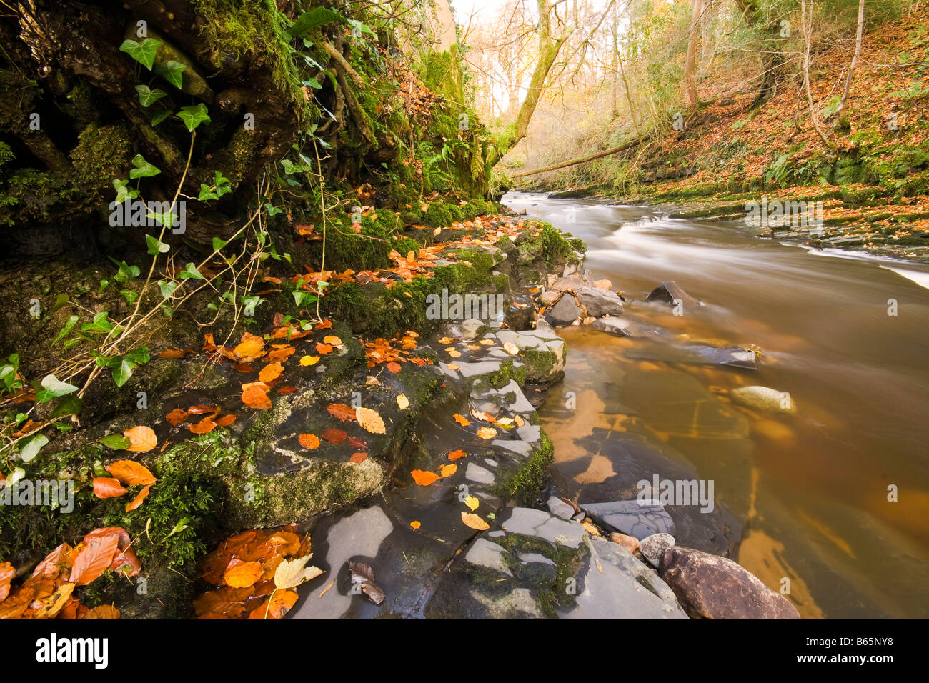river brock in the forest of bowland Stock Photo - Alamy