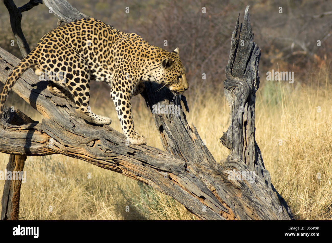 Leopard in a tree at The Africat Foundation Namibia Stock Photo - Alamy
