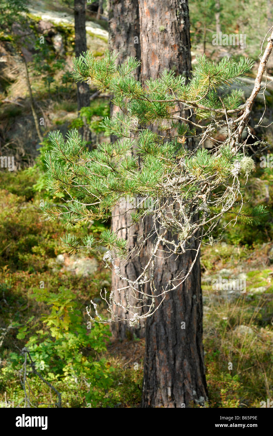 Deep forest Sweden Stock Photo - Alamy