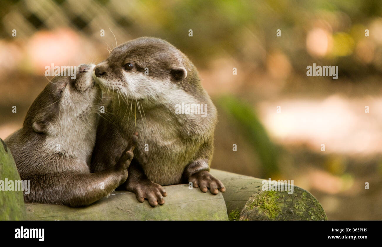 Captive Asian short clawed otter (amblonyx cinereus) in wildlife ...