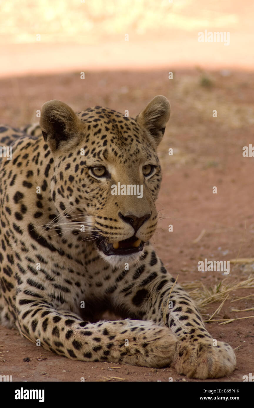 Portrait of a Leopard at The Africat Foundation Namibia Stock Photo - Alamy