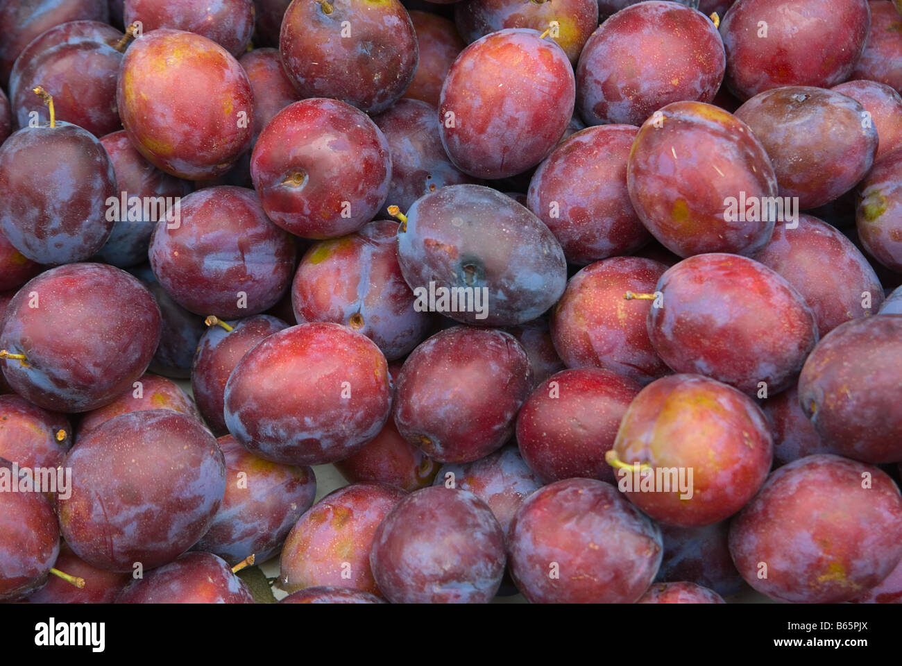 Plum Prunus domestica Rose plants Rosaceae Stock Photo - Alamy
