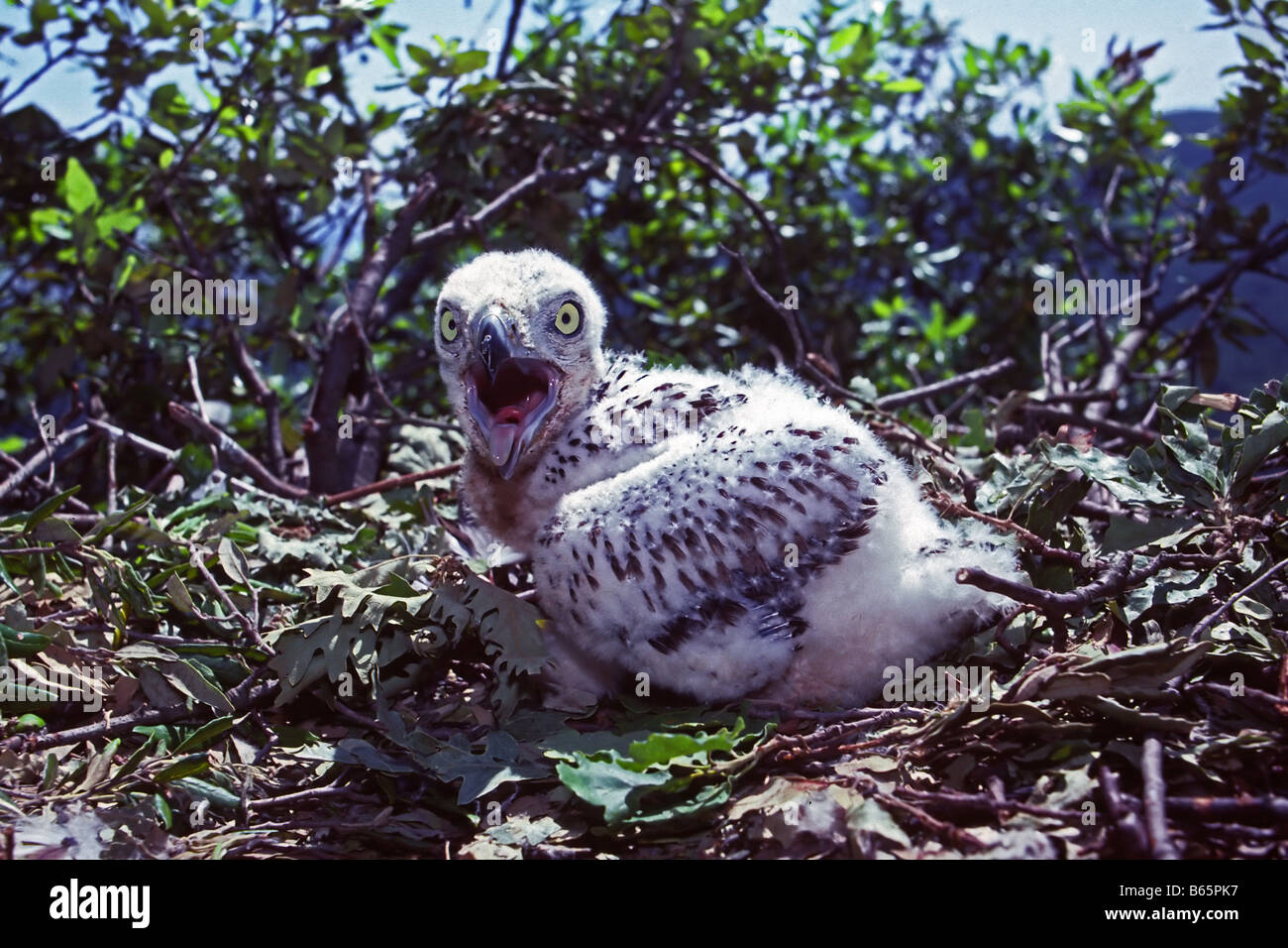 Circaetus gallicus nest hi-res stock photography and images - Alamy