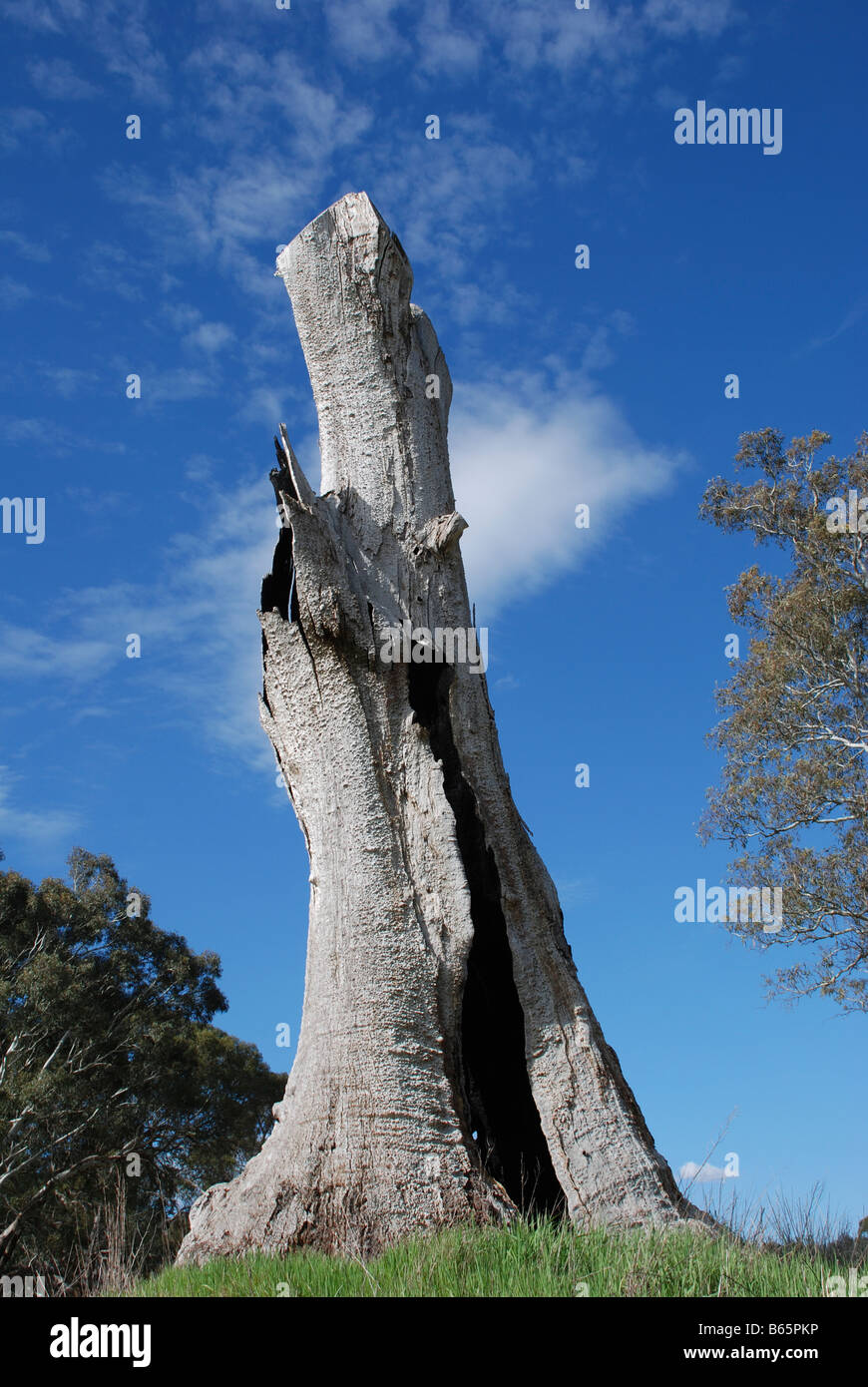 A tree in South Australia Stock Photo - Alamy