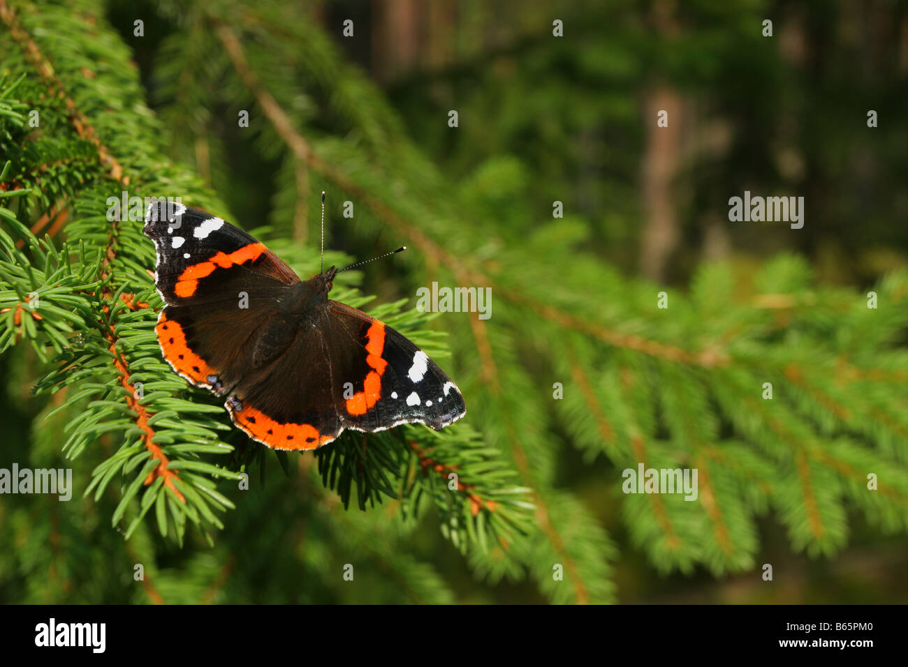 Red admiral butterfly Vanessa atalanta on spruce Stock Photo - Alamy