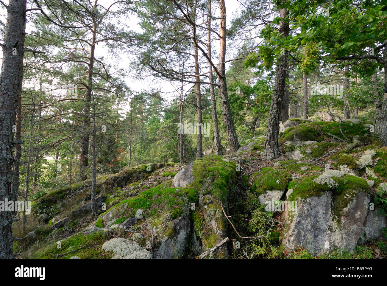 Deep forest Sweden Stock Photo - Alamy