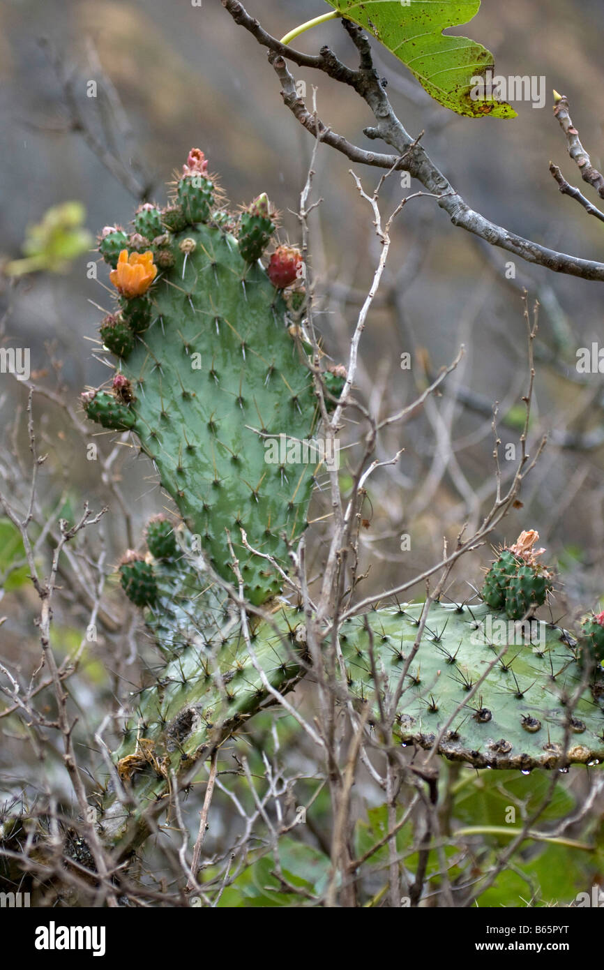 large Cactus plant with flowers.Cacti in altitude near Chimborazo ...