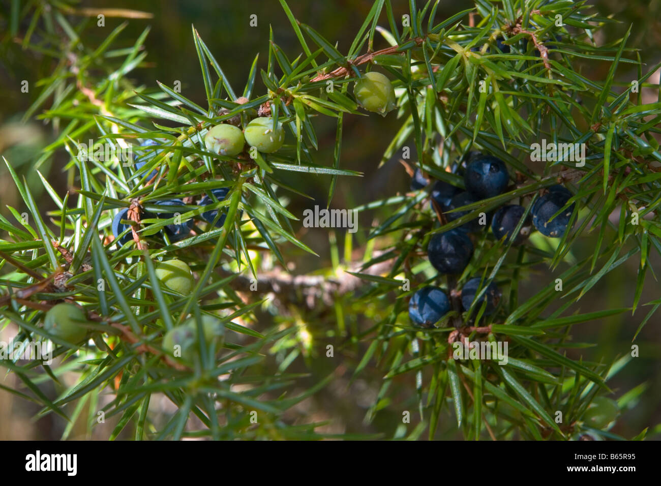 Macro close up juniper berries hi-res stock photography and images - Alamy
