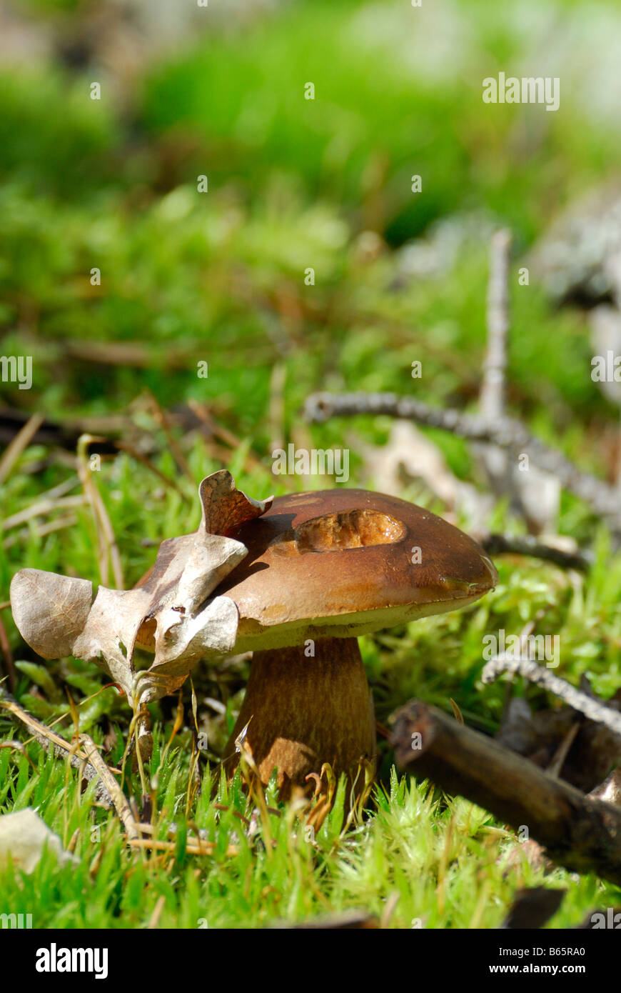 Xerocomus hi-res stock photography and images - Alamy