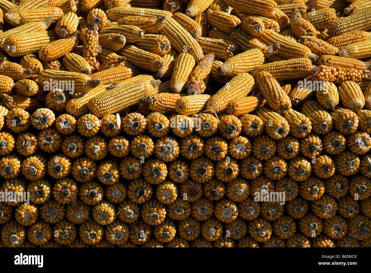 Corn cobs stockpiled in rural Shanxi , China Stock Photo - Alamy