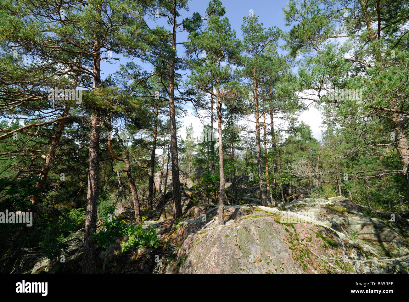 Pine forest fall sweden hi-res stock photography and images - Alamy