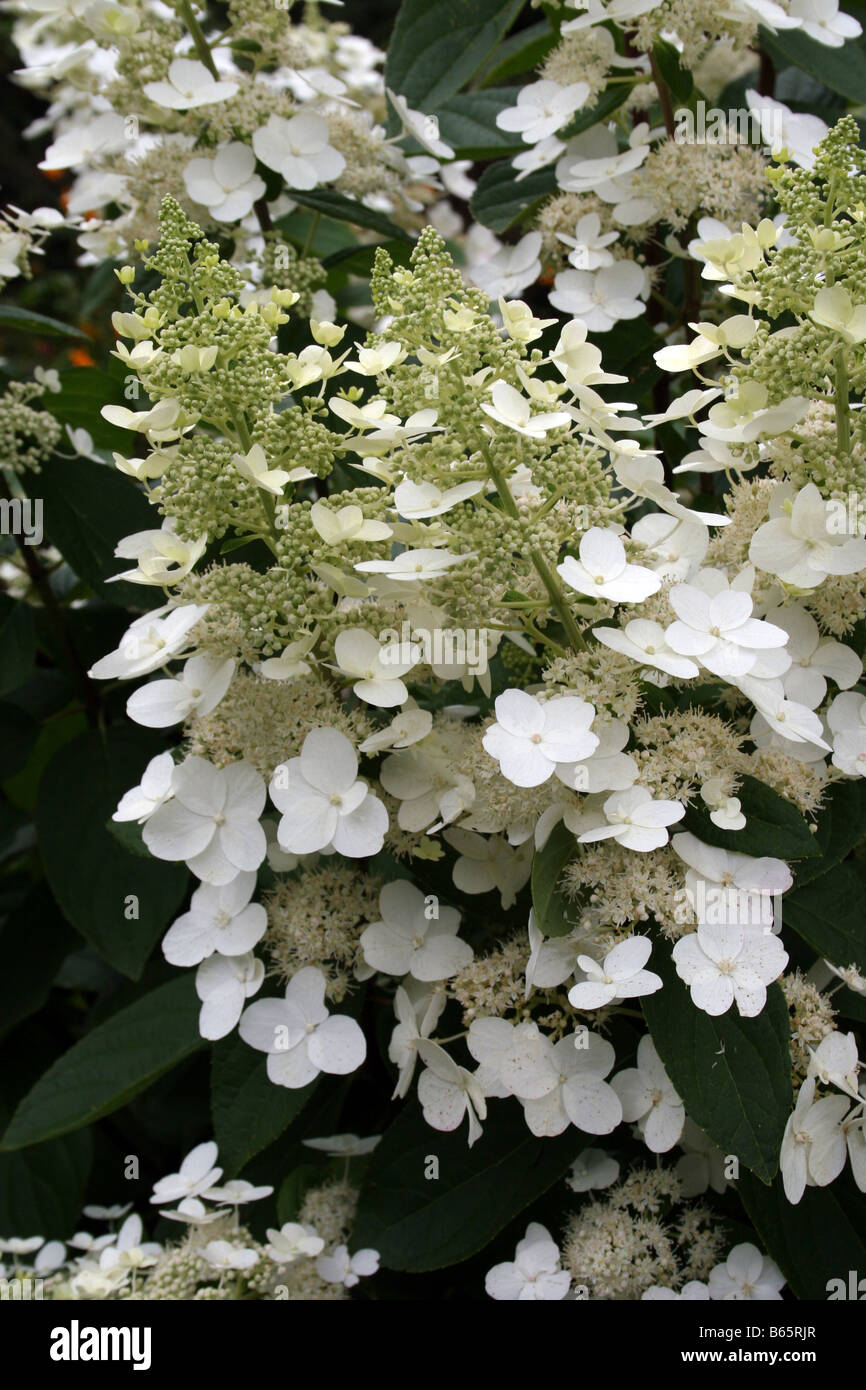 A CLOSE UP OF WHITE HYDRANGEA PANICULATA FLORIBUNDA Stock Photo - Alamy