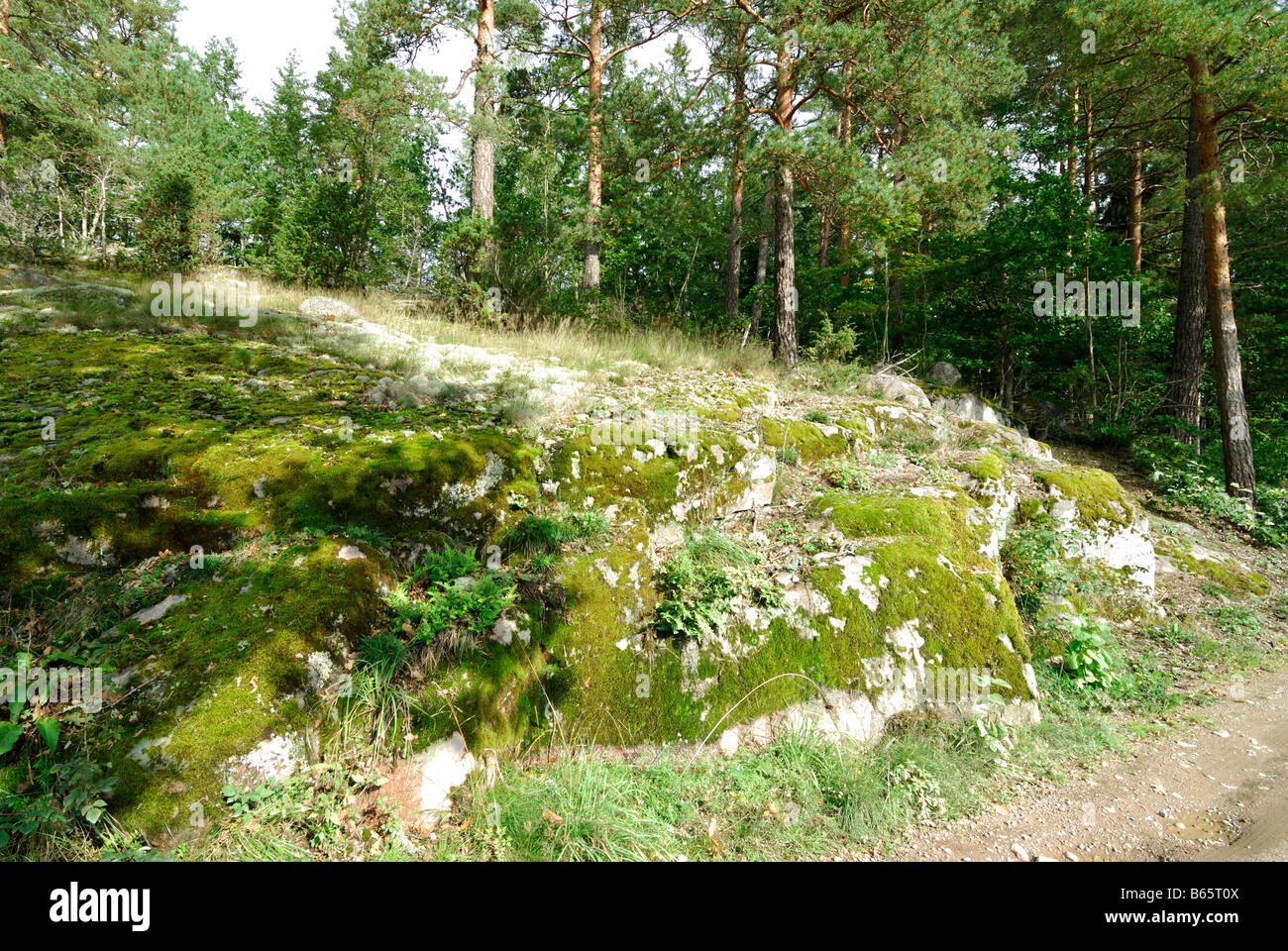 Deep forest Sweden Stock Photo - Alamy